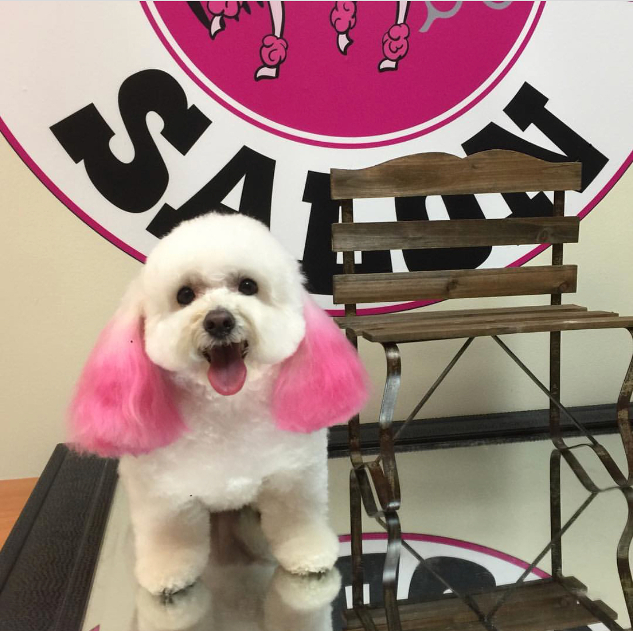 Pet Grooming | Pembroke Pines FL | VIP PETS SALON